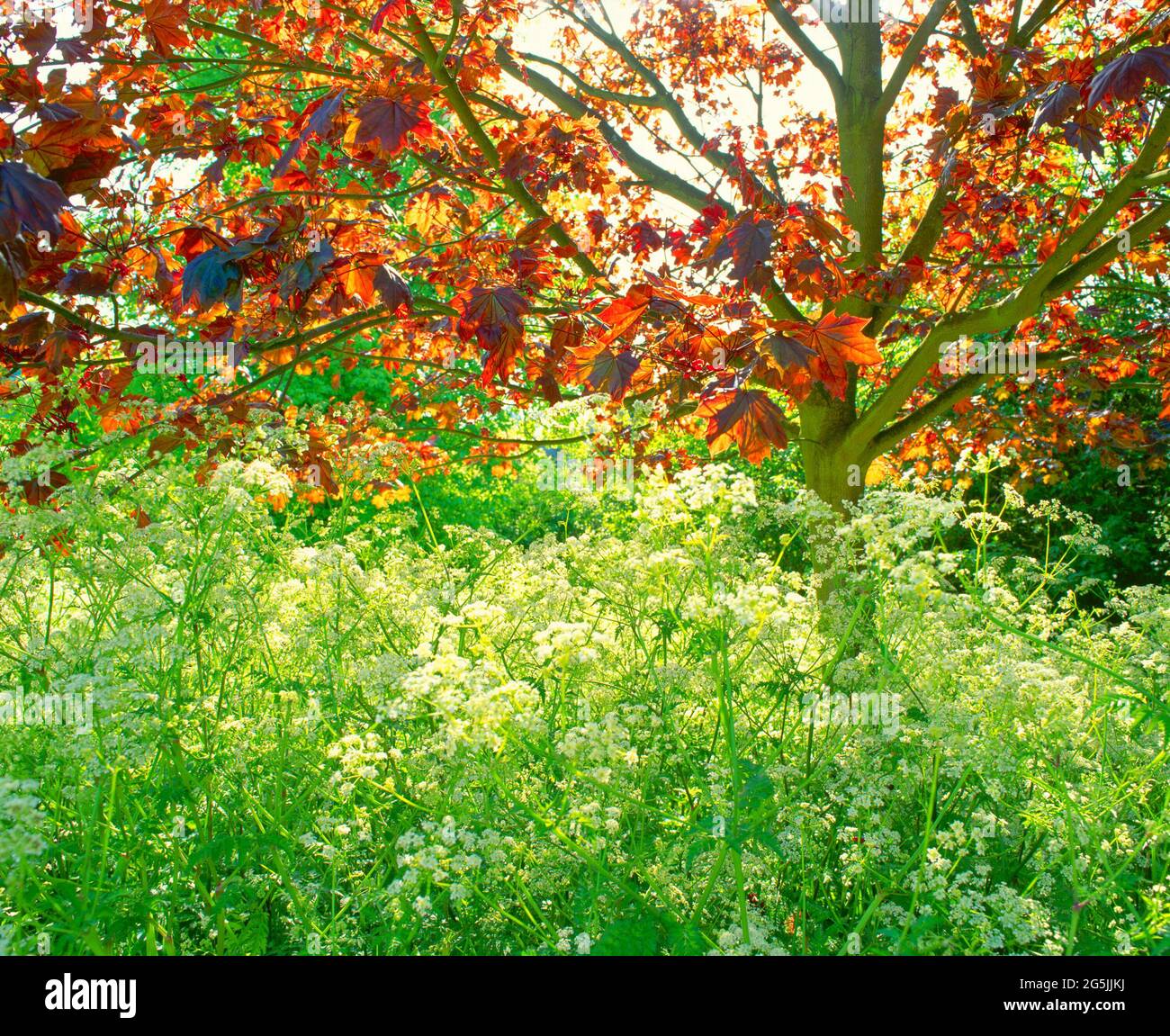 sycamore tree, with chervil, spring Stock Photo - Alamy