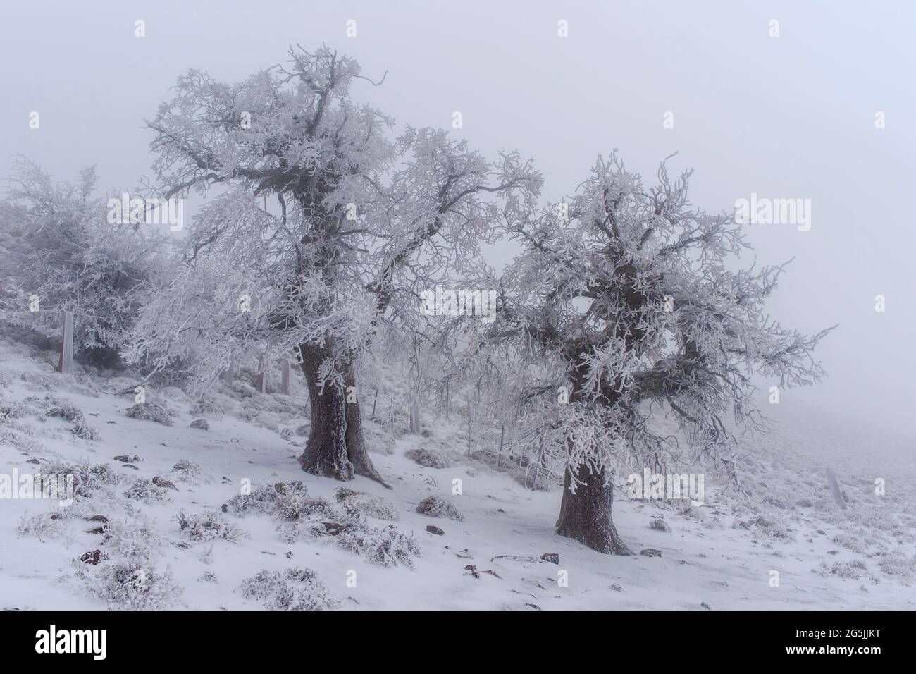 Spanish fir forest in the national park of Sierra de las Nieves, Spain ...