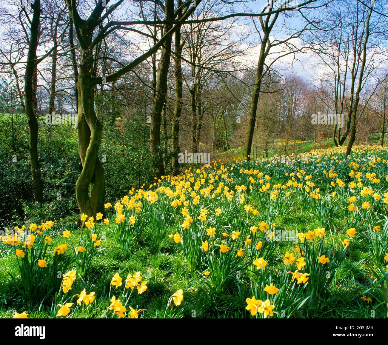 Entwined trees hi-res stock photography and images - Alamy