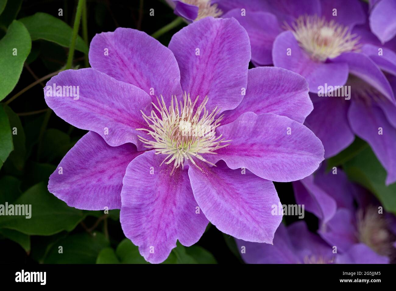 Kinju hi-res stock photography and images - Alamy