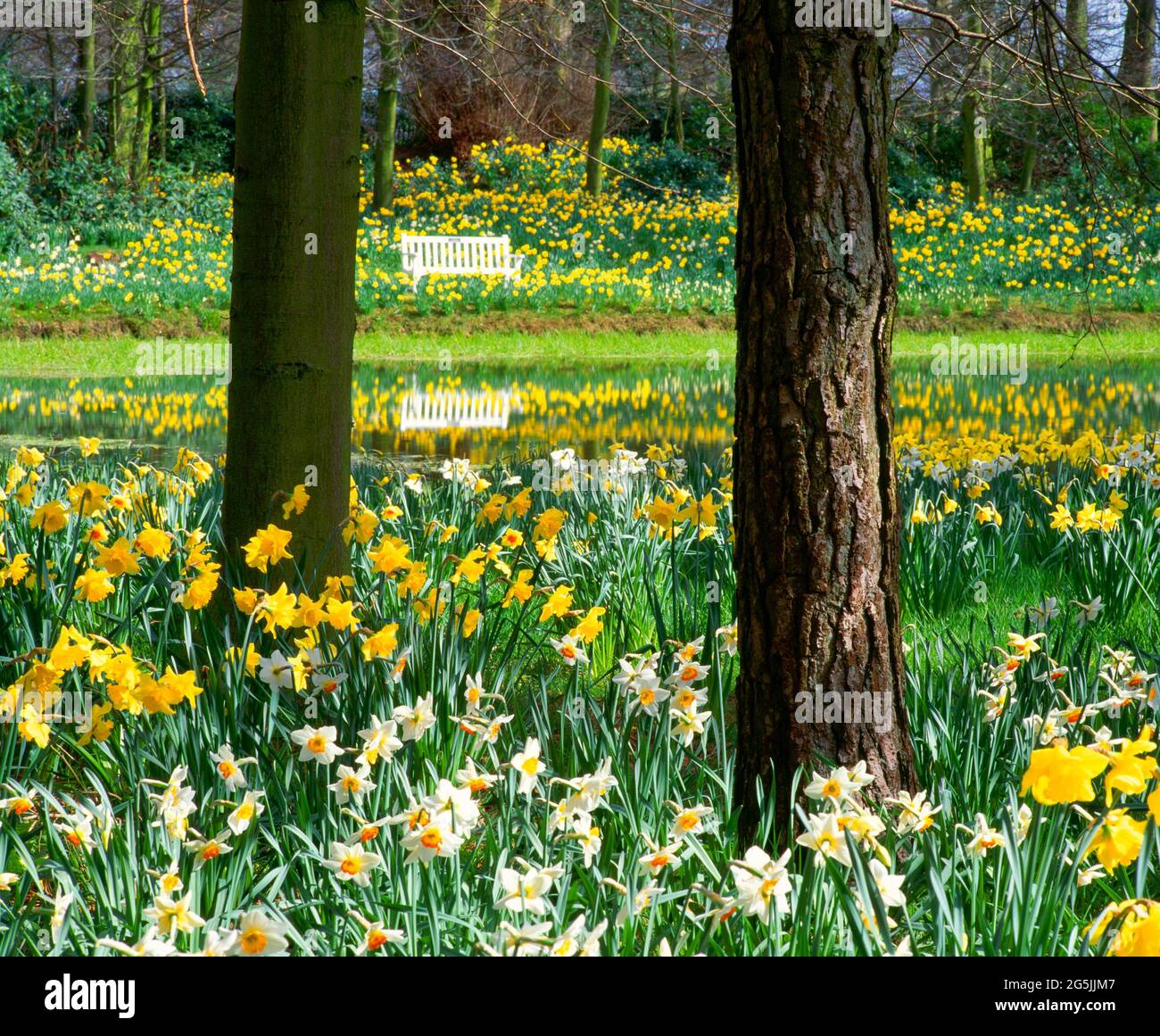 daffodil display, with bench, and reflection Stock Photo - Alamy
