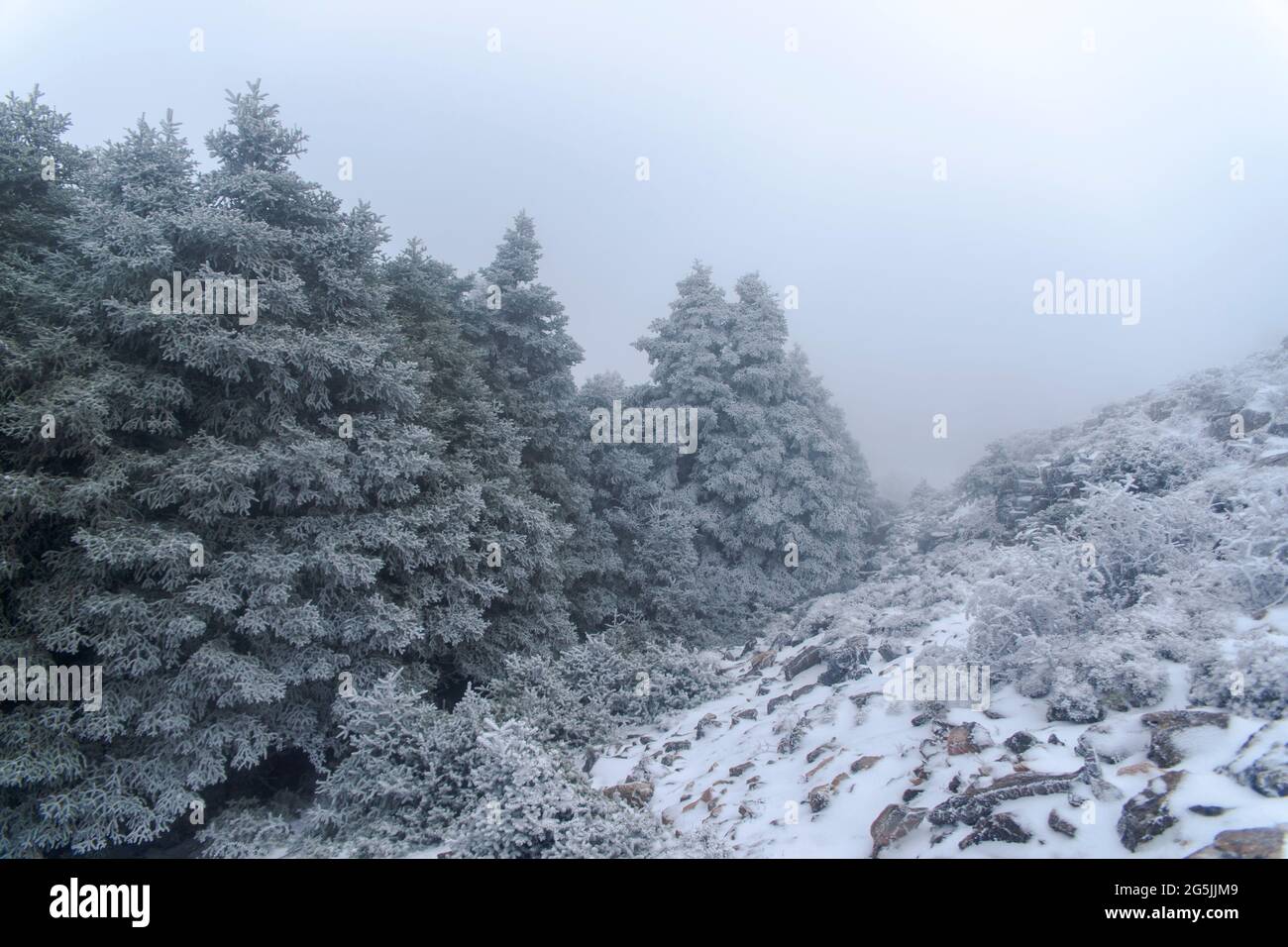 Spanish fir forest in the national park of Sierra de las Nieves, Spain ...