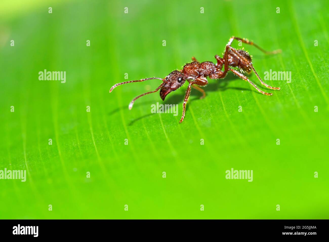 Leafcutter Ant, Tropical Rainforest, Costa Rica, Central America ...