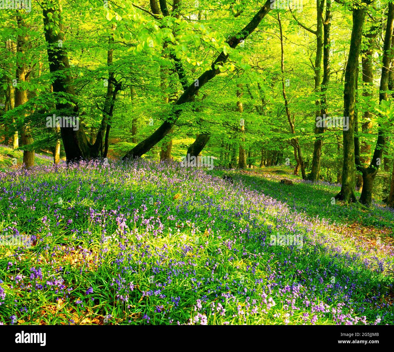 Temporary ground cover hi-res stock photography and images - Alamy