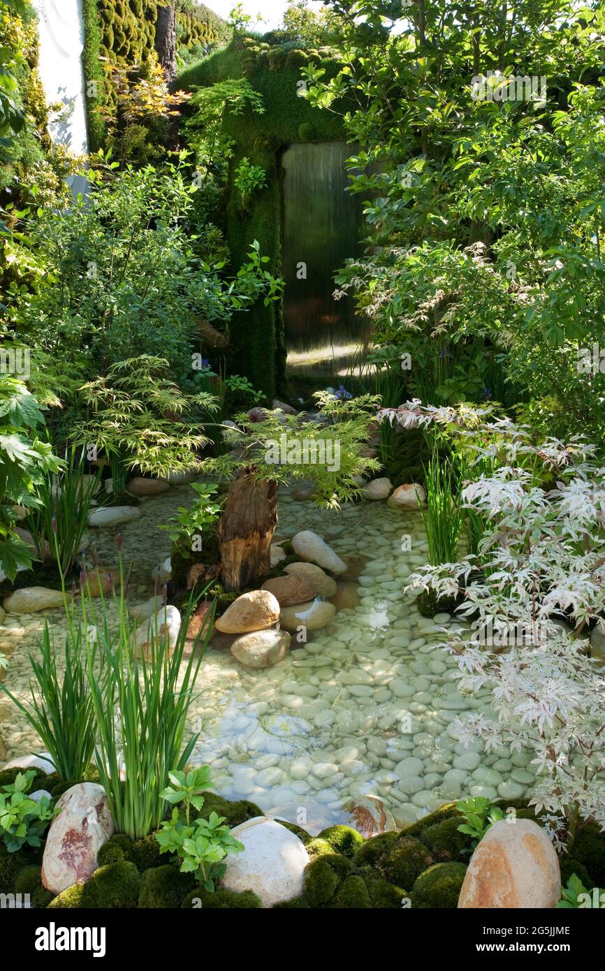 Japanese garden, contemplative pool with pebbles, acers, water wall ...