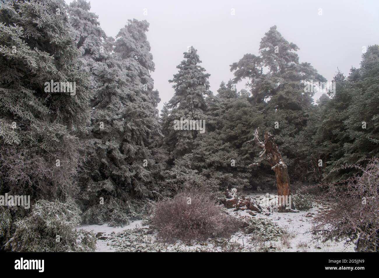 Spanish fir forest in the national park of Sierra de las Nieves, Spain ...