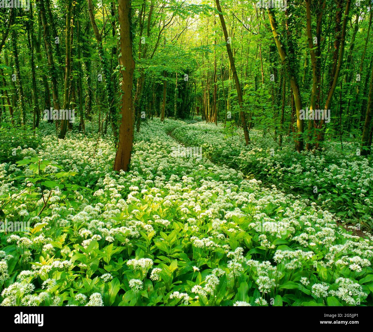 Woodland carpet hi-res stock photography and images - Alamy