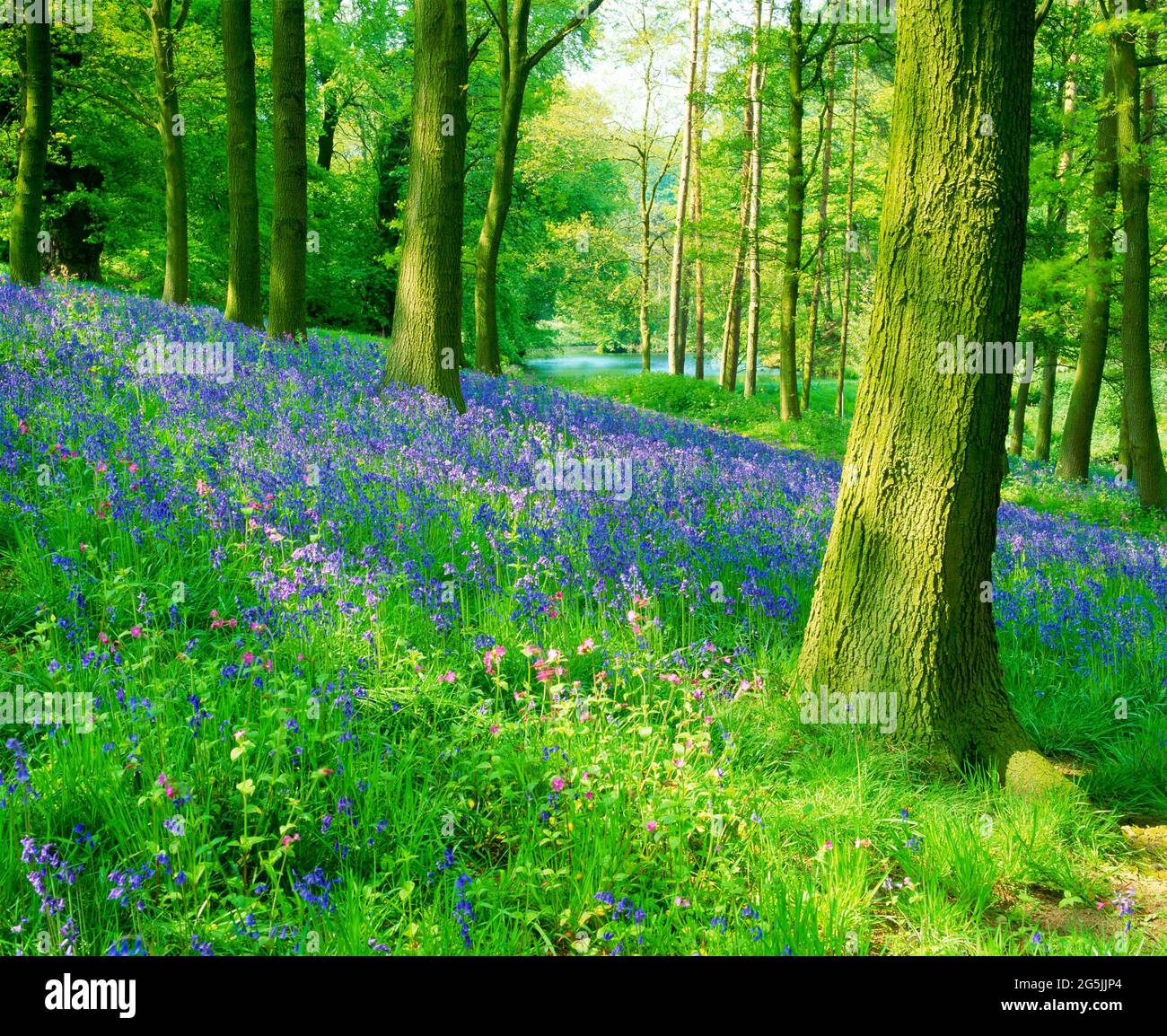 bluebell woodland, with lake, and beech trees Stock Photo - Alamy