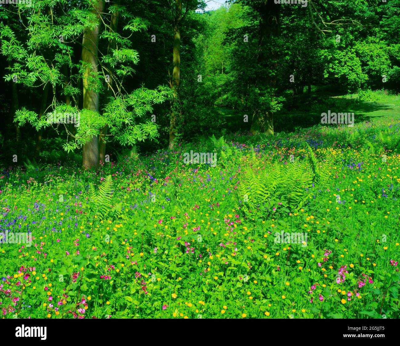 spring flora, by forest, with ferns, bluebells, buttercups, red campian ...