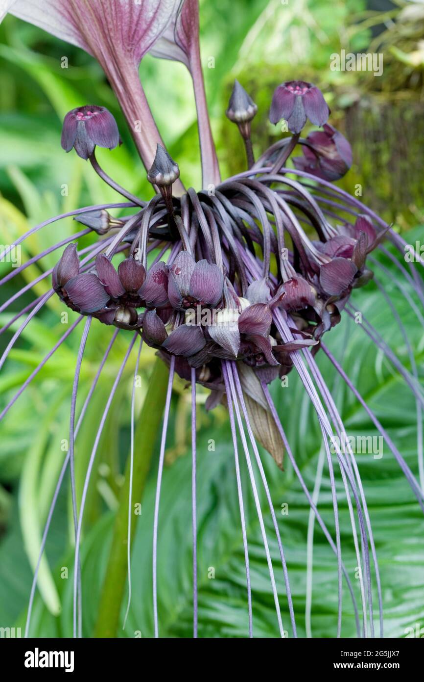 Purple devil plant hi-res stock photography and images - Alamy