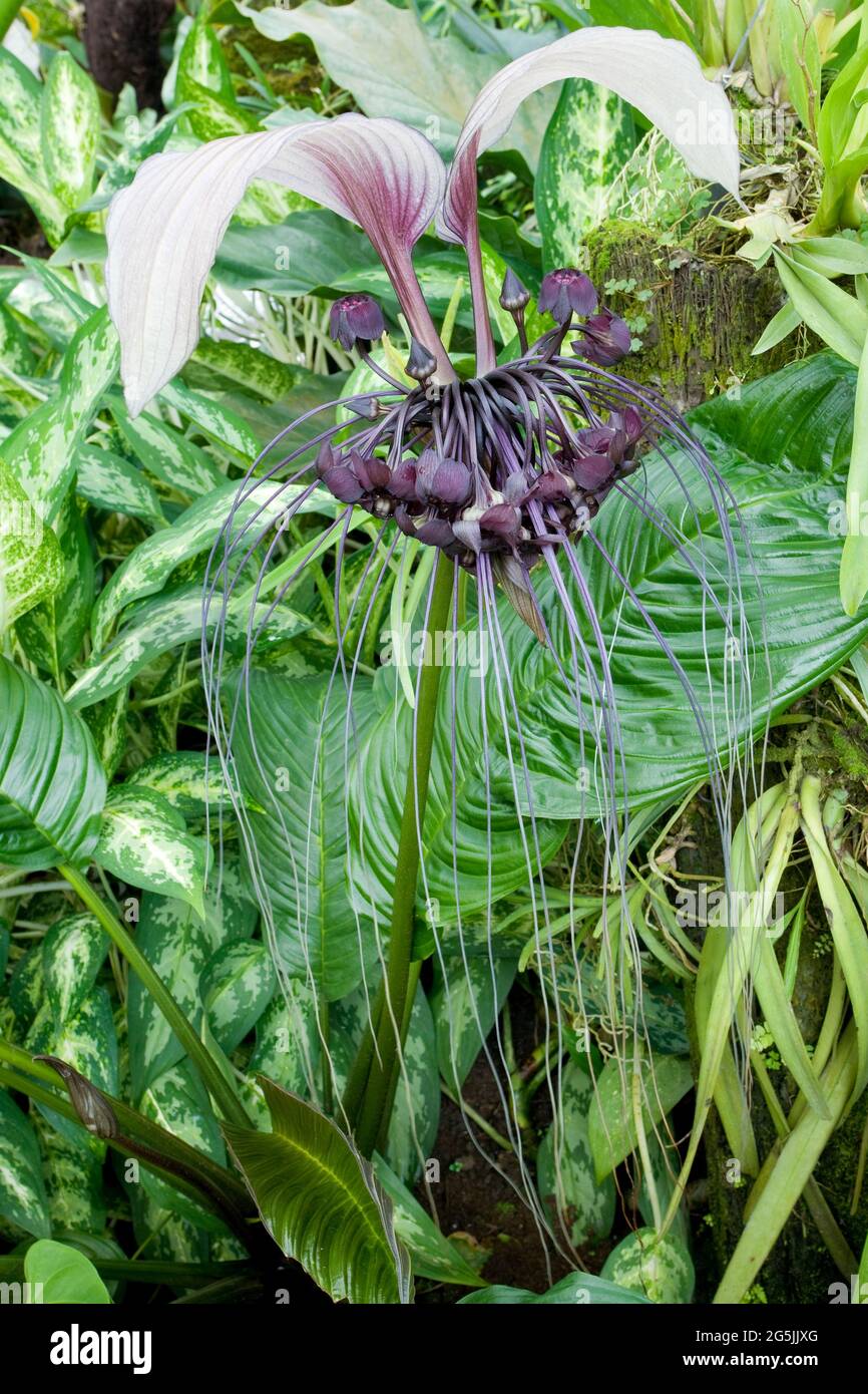 Purple devil plant hi-res stock photography and images - Alamy