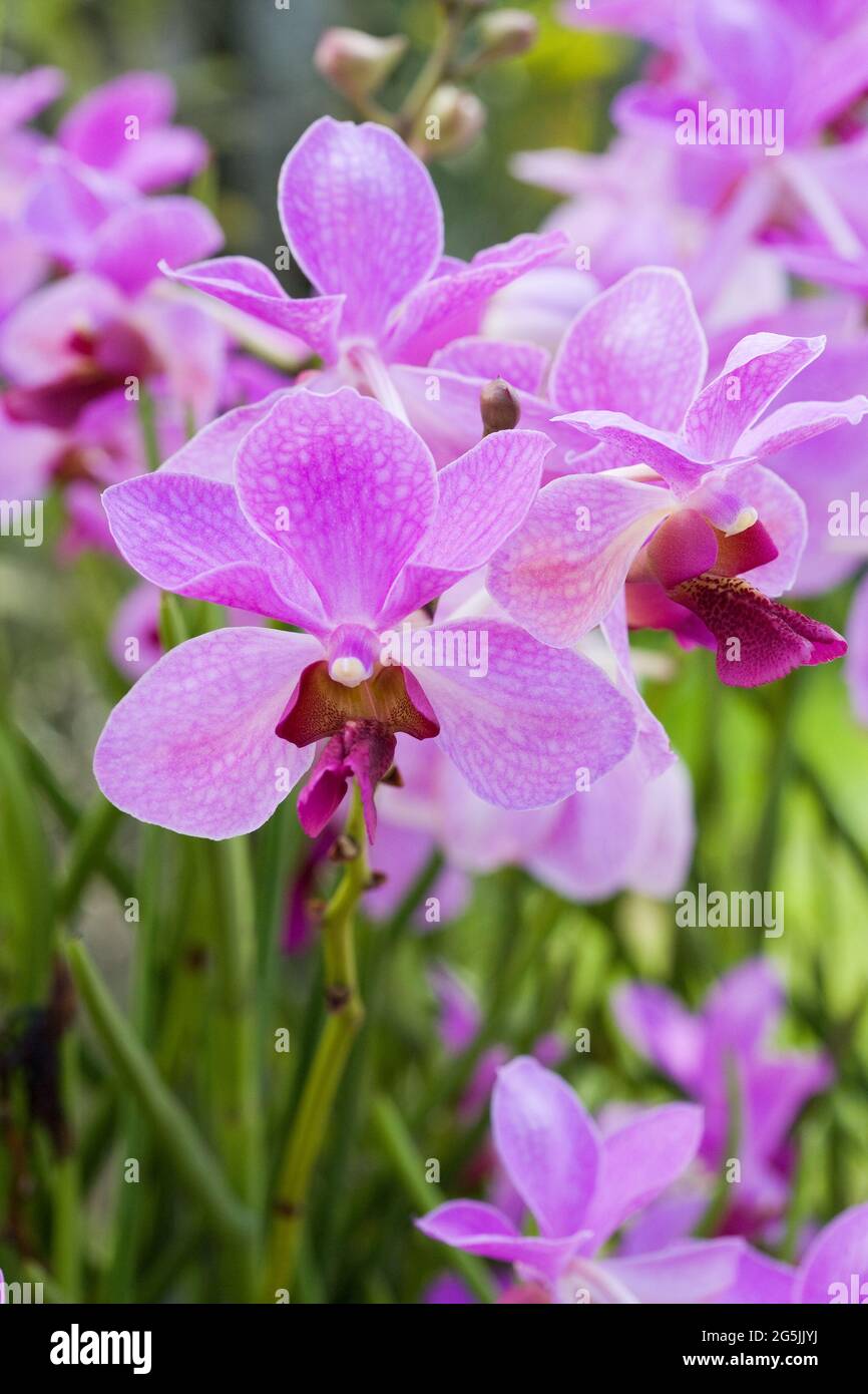 Vanda miss joaquim hi-res stock photography and images - Alamy