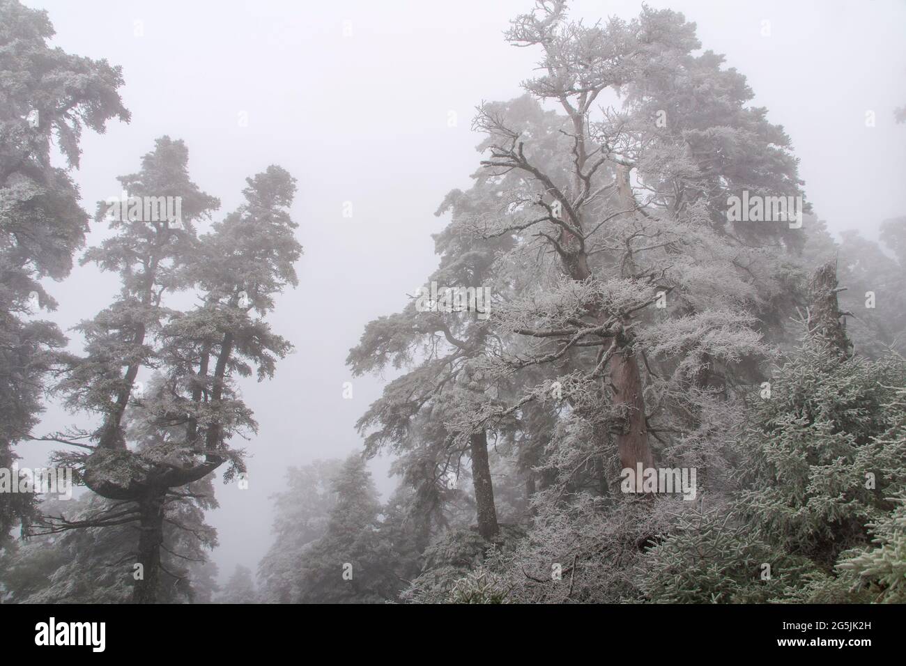 Spanish fir forest in the national park of Sierra de las Nieves, Spain ...