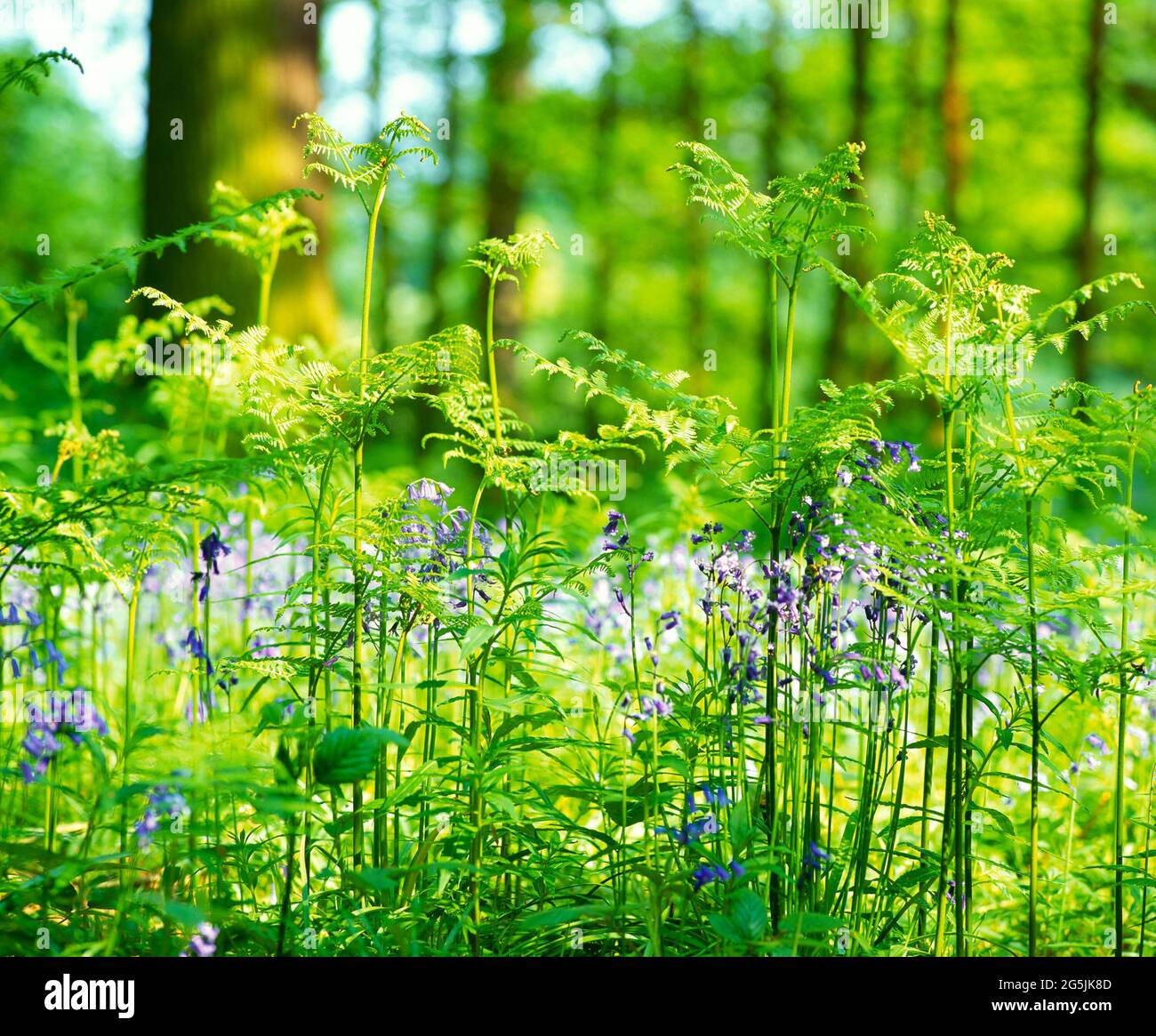 bluebells, ferns, and bracken in spring woodland Stock Photo - Alamy