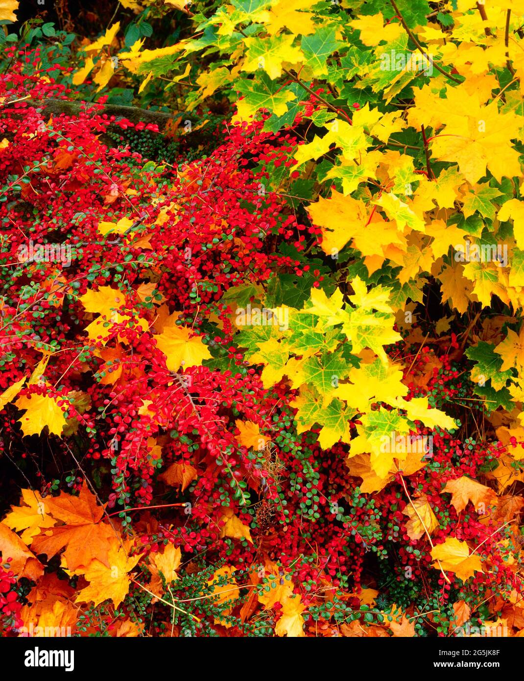 Foliage shapes hi-res stock photography and images - Alamy