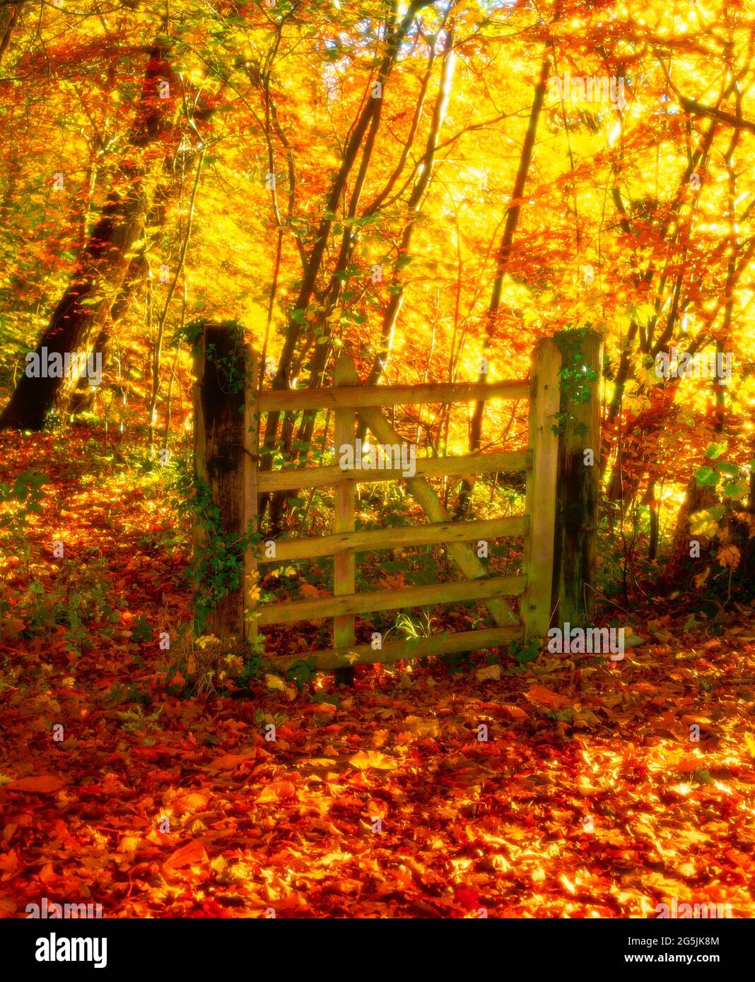 Inviting pathway hi-res stock photography and images - Alamy