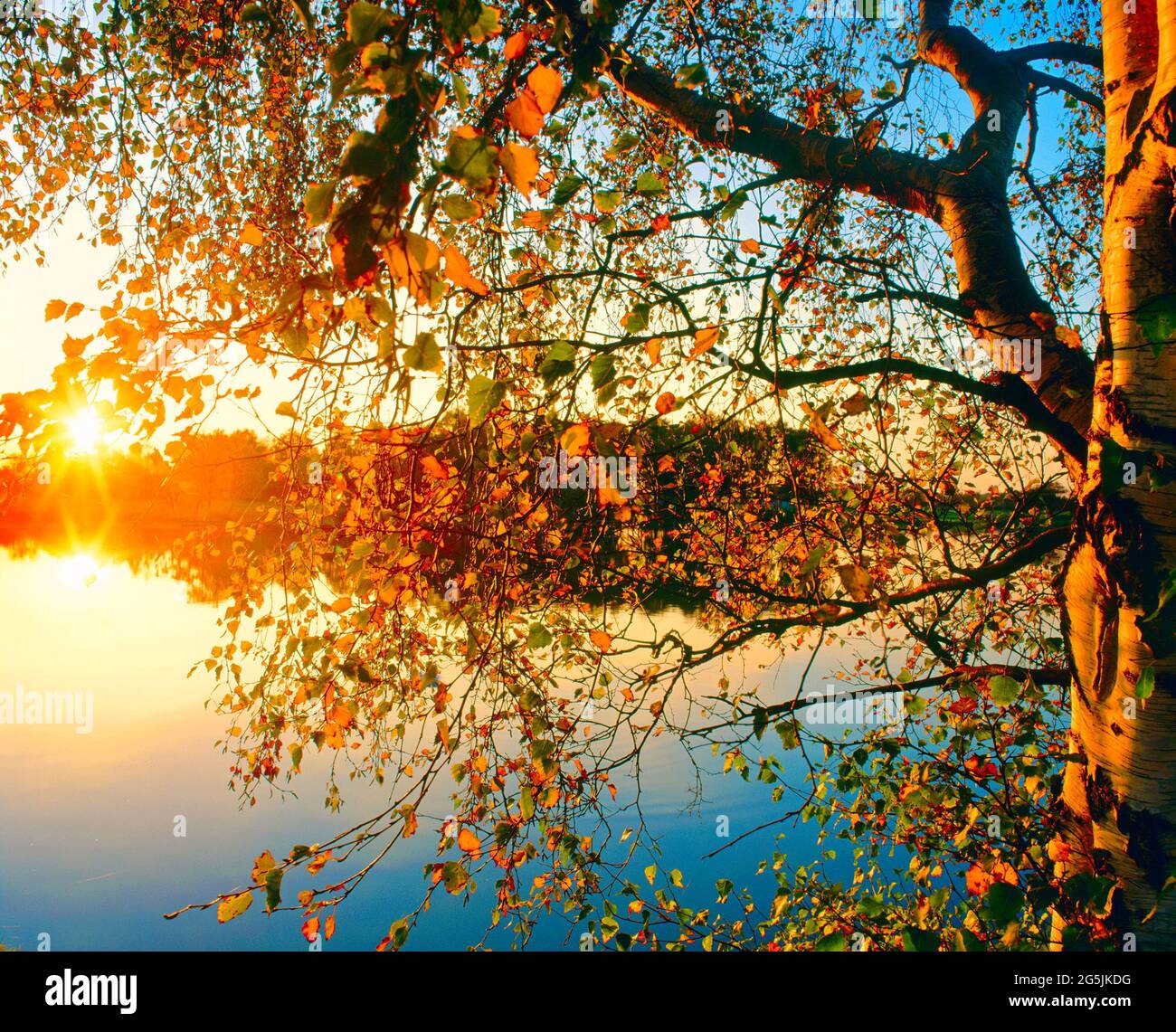 sunset, through birch tree, autumn Stock Photo - Alamy