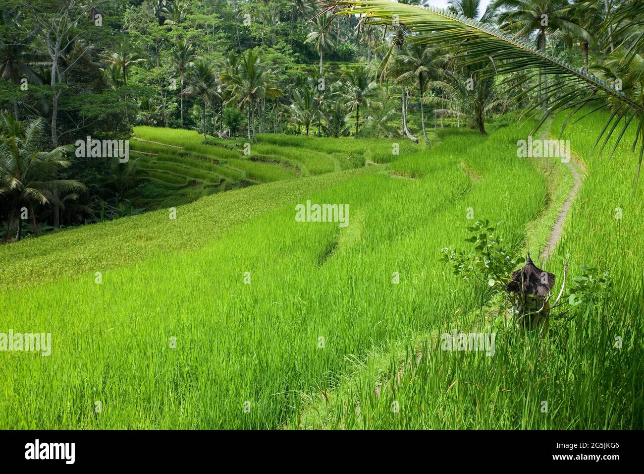 Rice terraces, Bali Stock Photo - Alamy