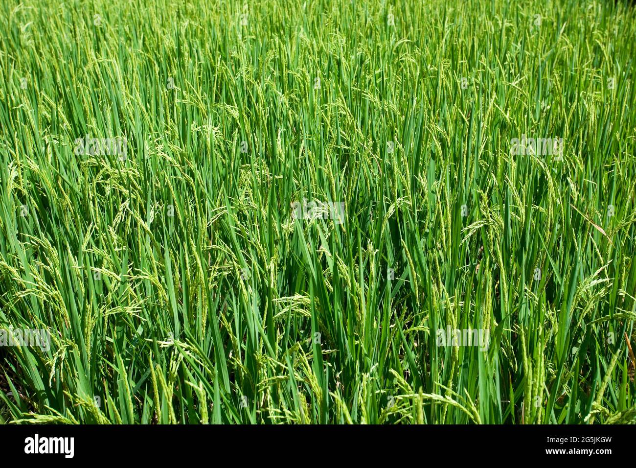 Rice paddy field Stock Photo - Alamy