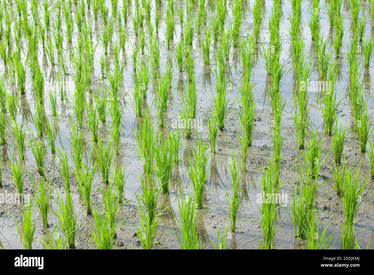 Rice paddy field Stock Photo - Alamy