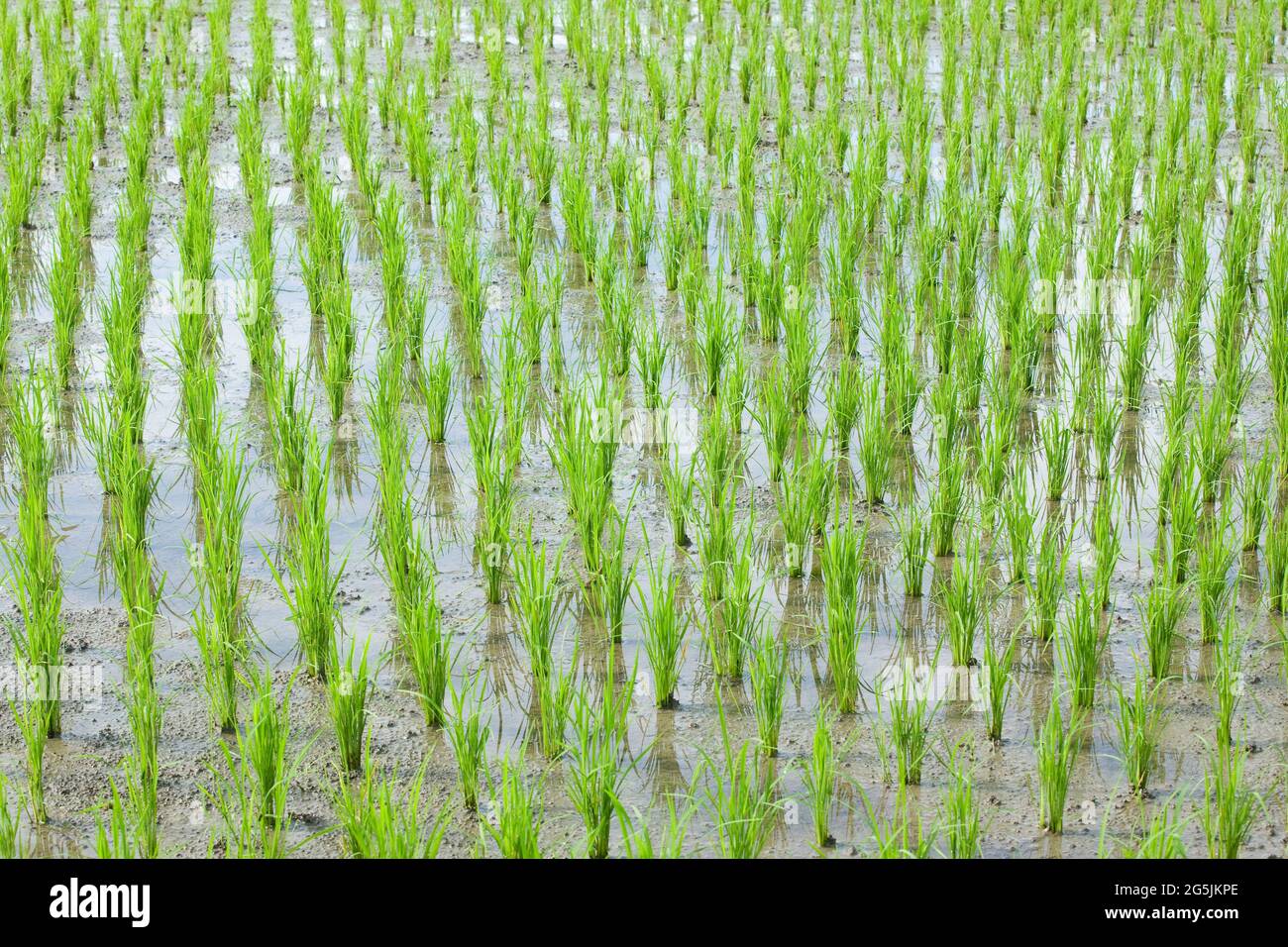 Rice paddy field Stock Photo - Alamy