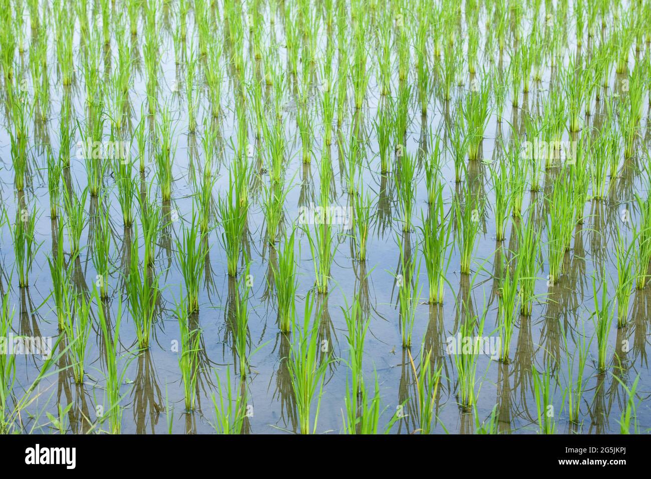Rice paddy field Stock Photo - Alamy