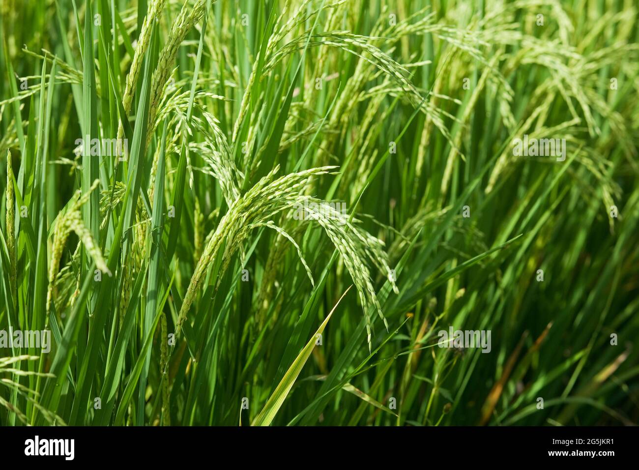 Rice paddy field Stock Photo - Alamy