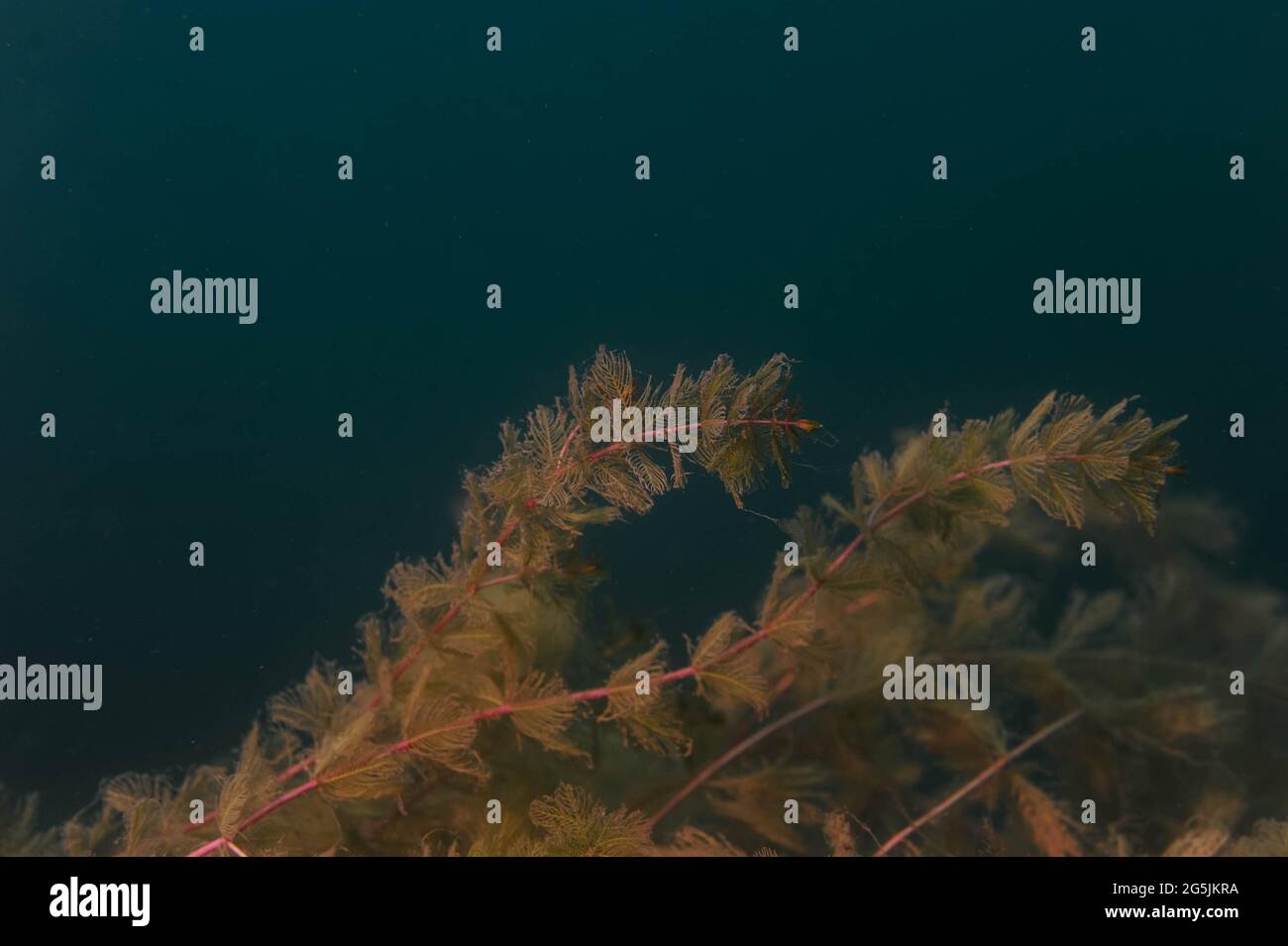 Beautiful fresh and bight freshwater seaweed hydrilla verticillata ...