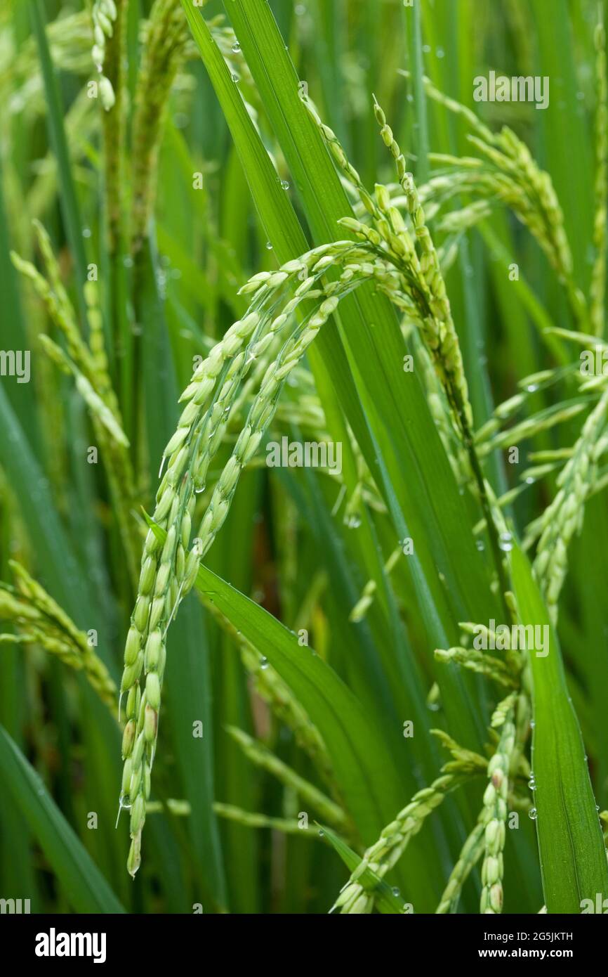 Rice paddy field Stock Photo - Alamy