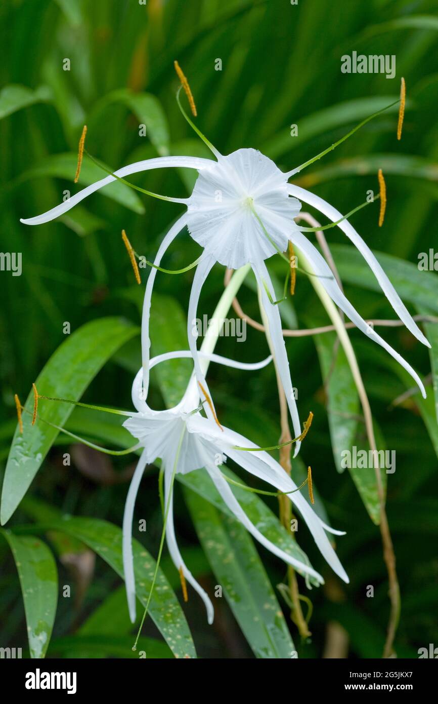 Hymenocallis littoralis, Spider lily Stock Photo - Alamy