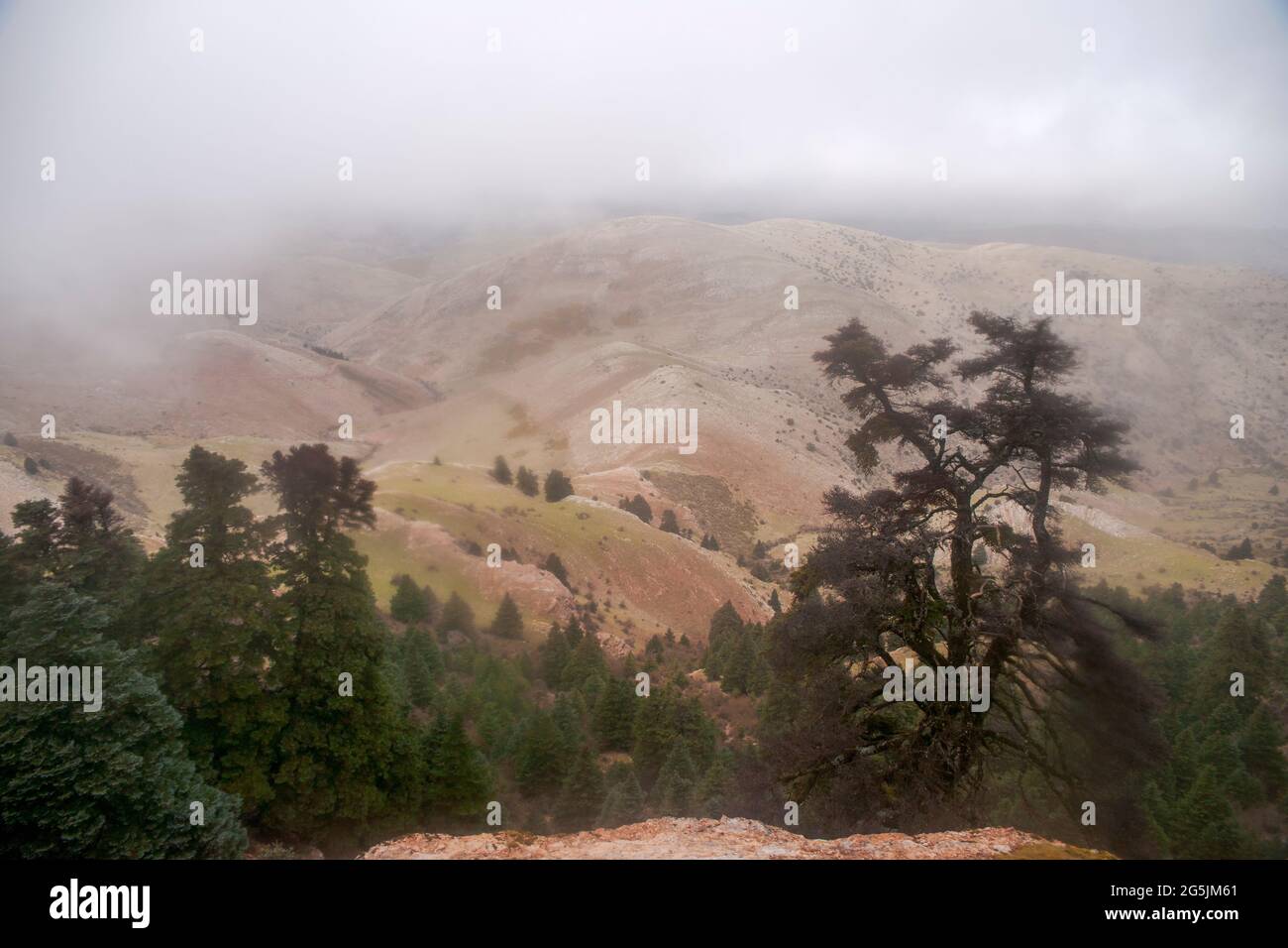 Spanish fir forest in the national park of Sierra de las Nieves, Spain ...