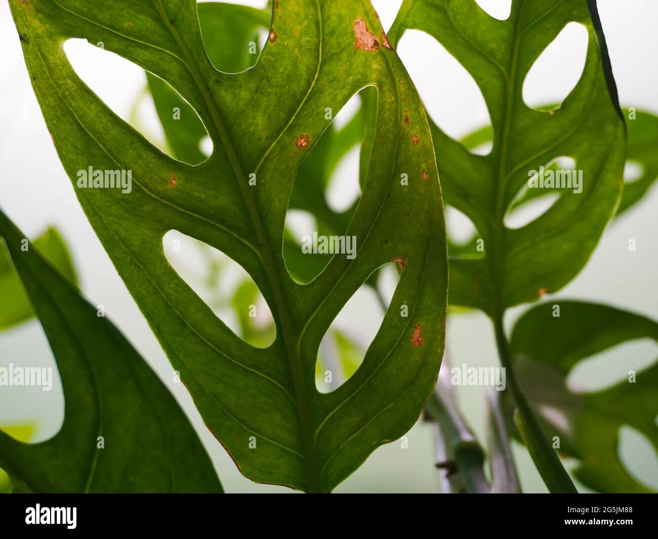 Plants with hollow leaves Stock Photo - Alamy