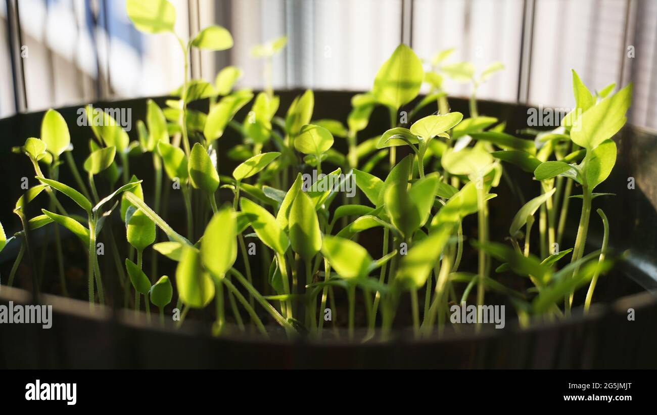Outdoor plant seeds exposed to the sun picture Stock Photo - Alamy