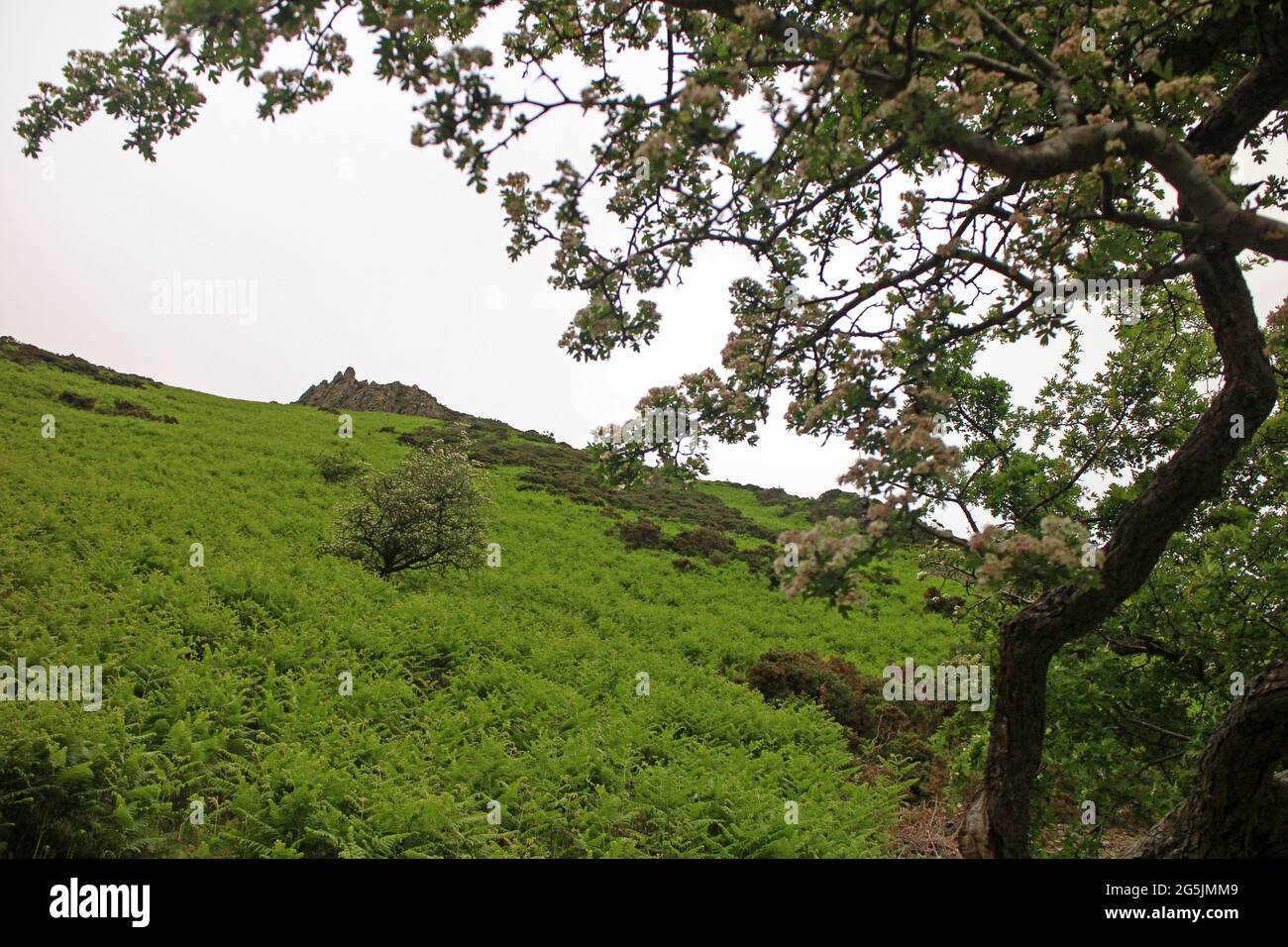 Path from Rectory Wood onto the Long Mynd, Church Stretton Stock Photo ...