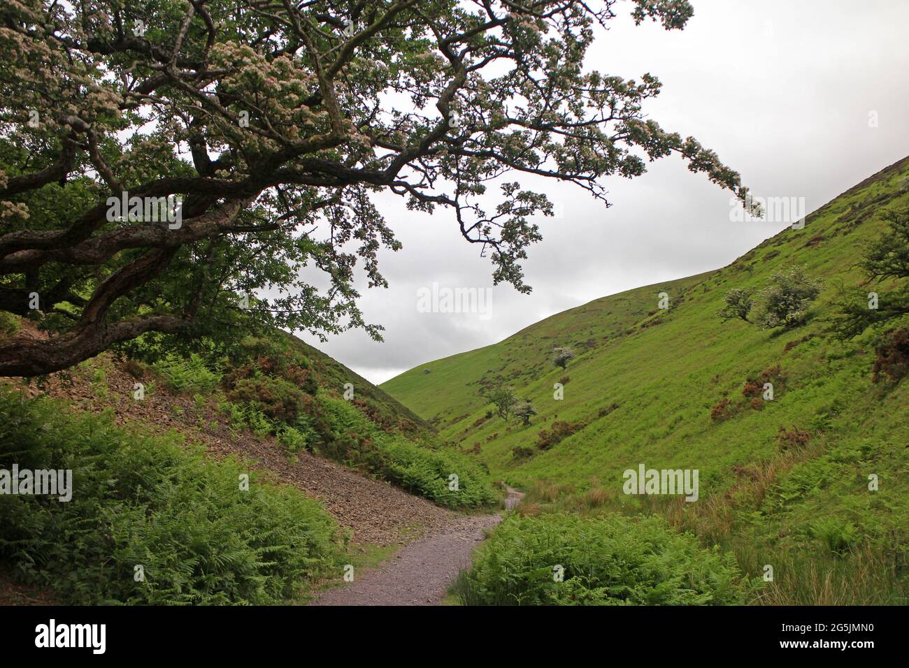 Path from Rectory Wood onto the Long Mynd, Church Stretton Stock Photo ...