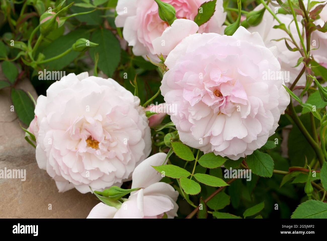 Lady salisbury hi-res stock photography and images - Alamy
