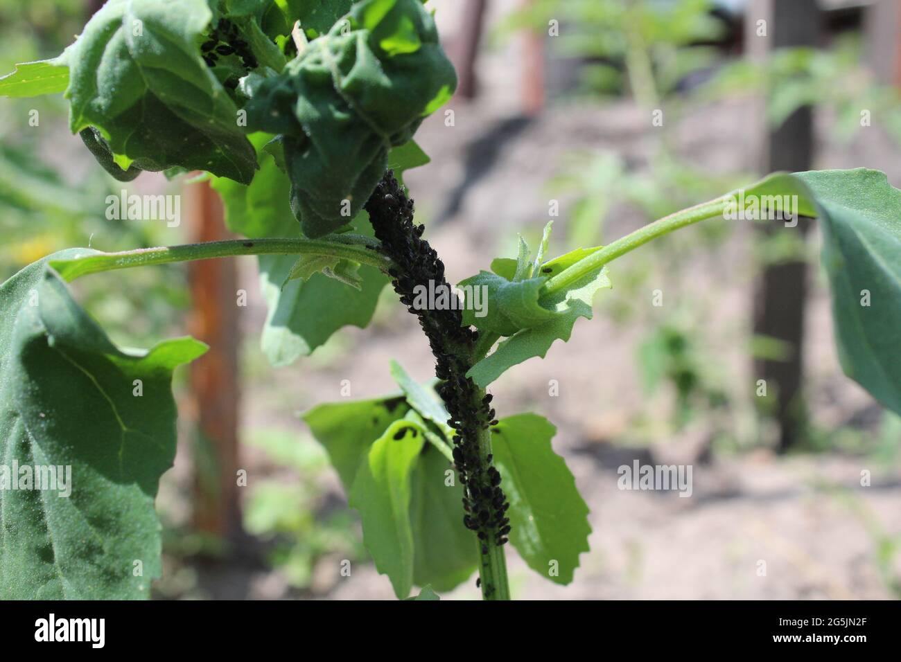 pests on plants. Aphids on the stems of plants. Garden pests. Crop ...