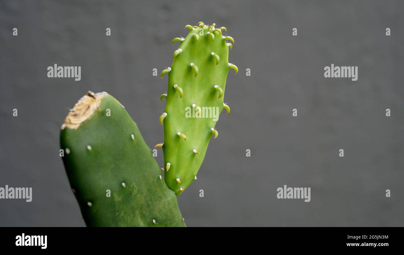 Cactus plants that grow new shoots Stock Photo - Alamy