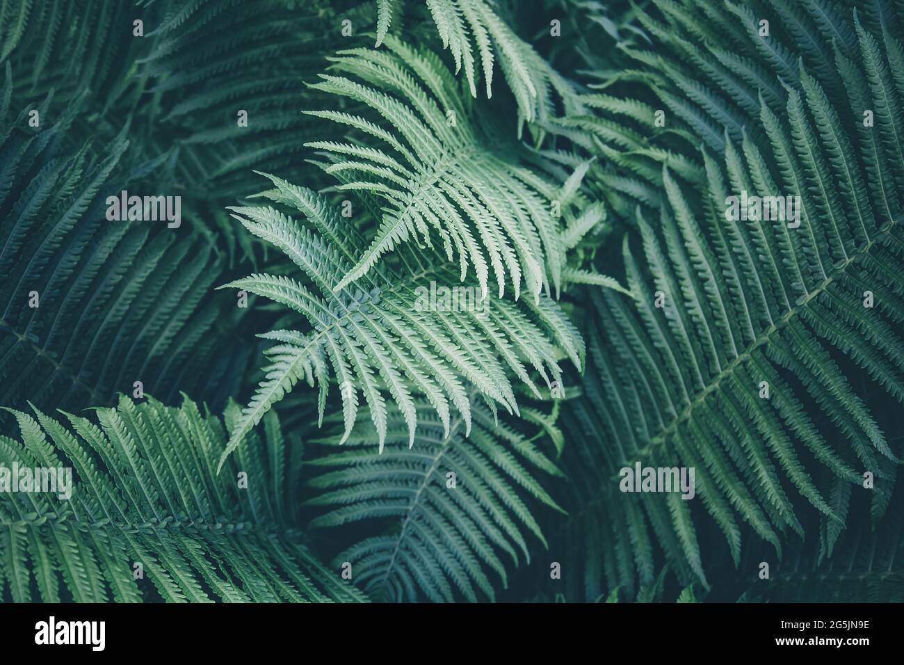 Dark green fern texture background looks like cosmic jungle. Soft focus ...