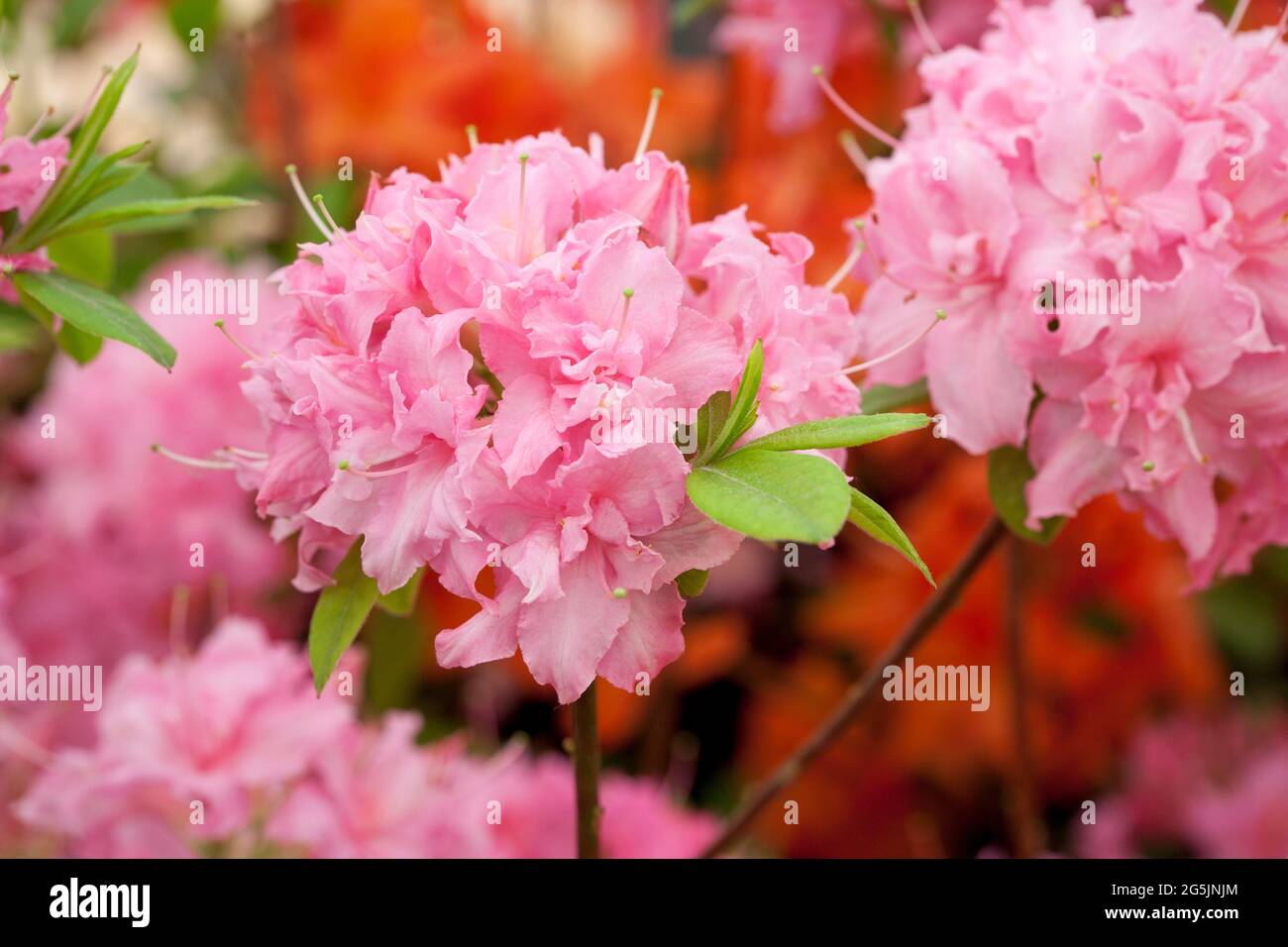 Charlotte megan hi-res stock photography and images - Alamy