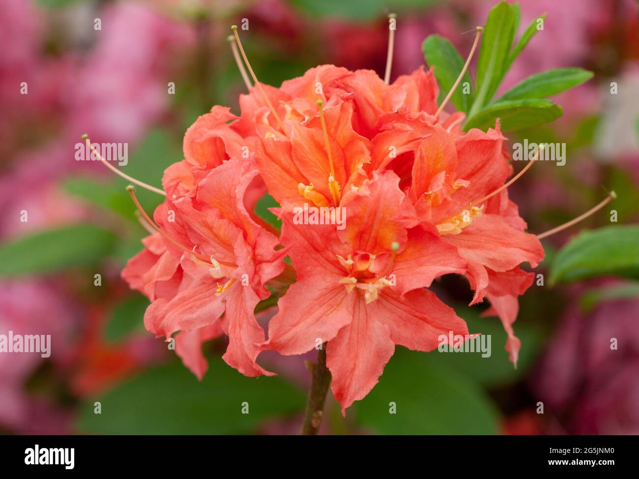 Azalea 'Thomas David' Stock Photo - Alamy