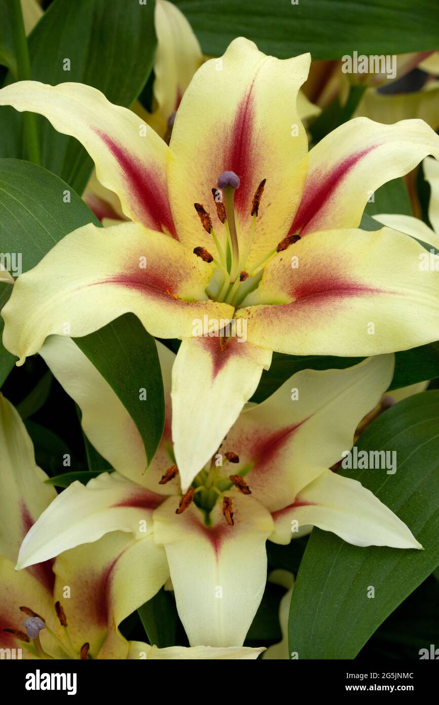Lilium nymph hi-res stock photography and images - Alamy