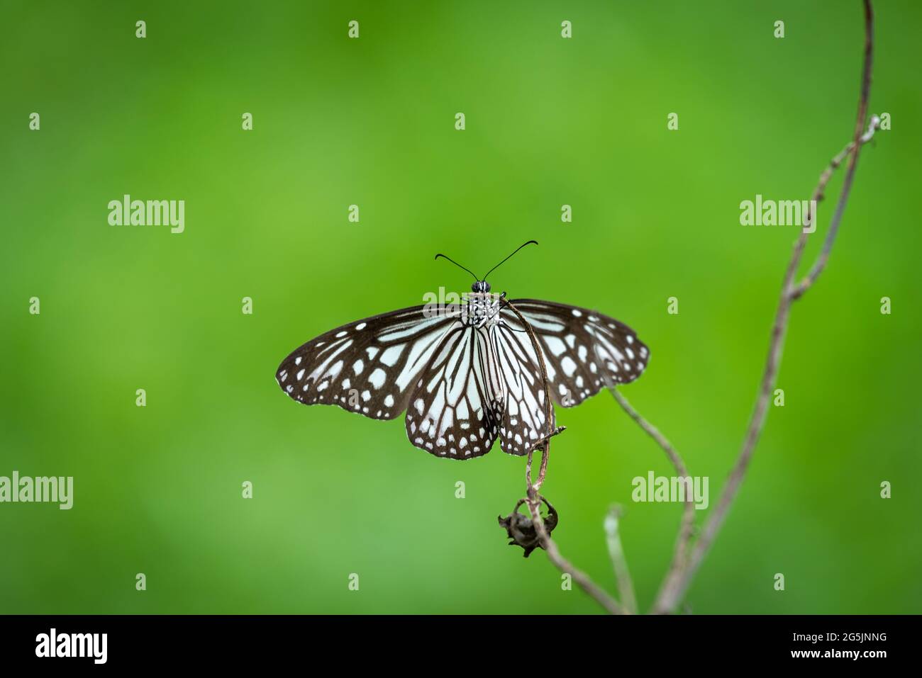 Glassy Tiger (Parantica aglea) at kumarakom, Kerala, India Stock Photo ...