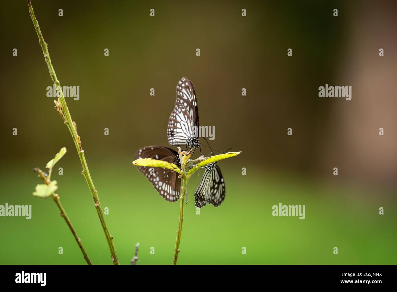 Glassy Tiger (Parantica aglea) at kumarakom, Kerala, India Stock Photo ...