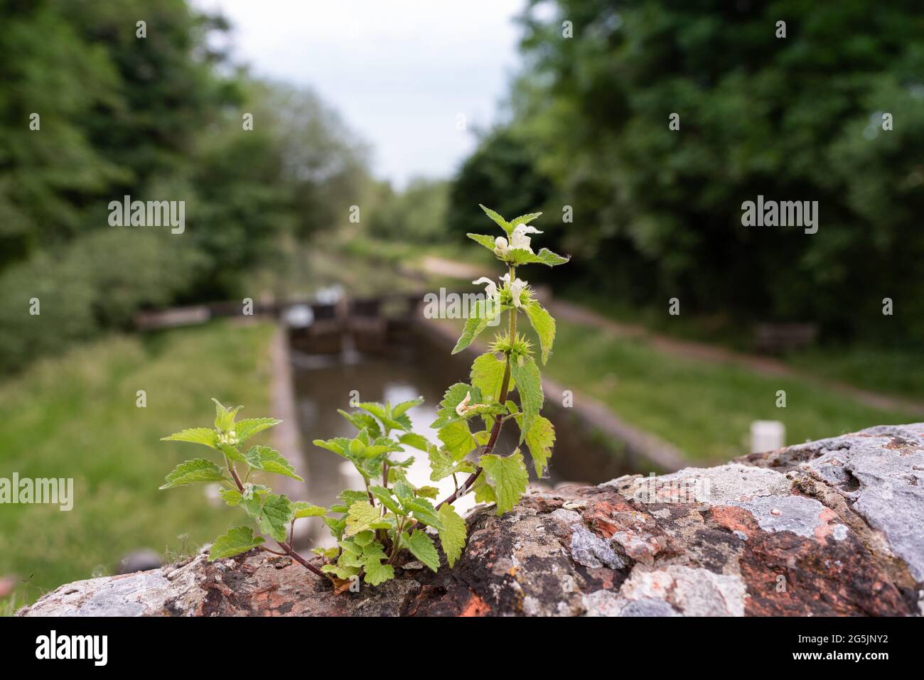 weed plant close up with canal lock in background Stock Photo - Alamy