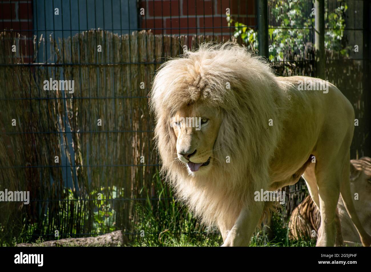 Lion inside hi-res stock photography and images - Alamy