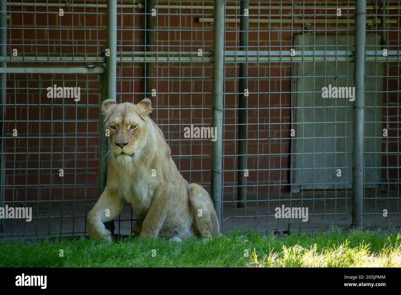 Large male lion inside a cage in a zoo Stock Photo - Alamy