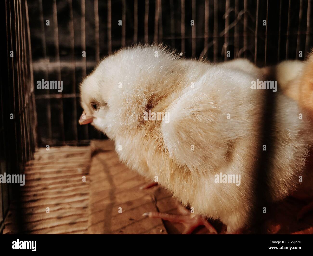 Broiler chicken cage hi-res stock photography and images - Alamy