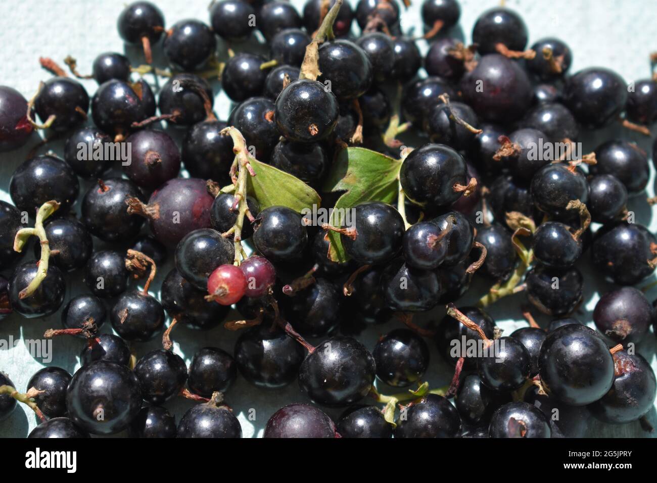Ripe juicy black currants berries hi-res stock photography and images ...