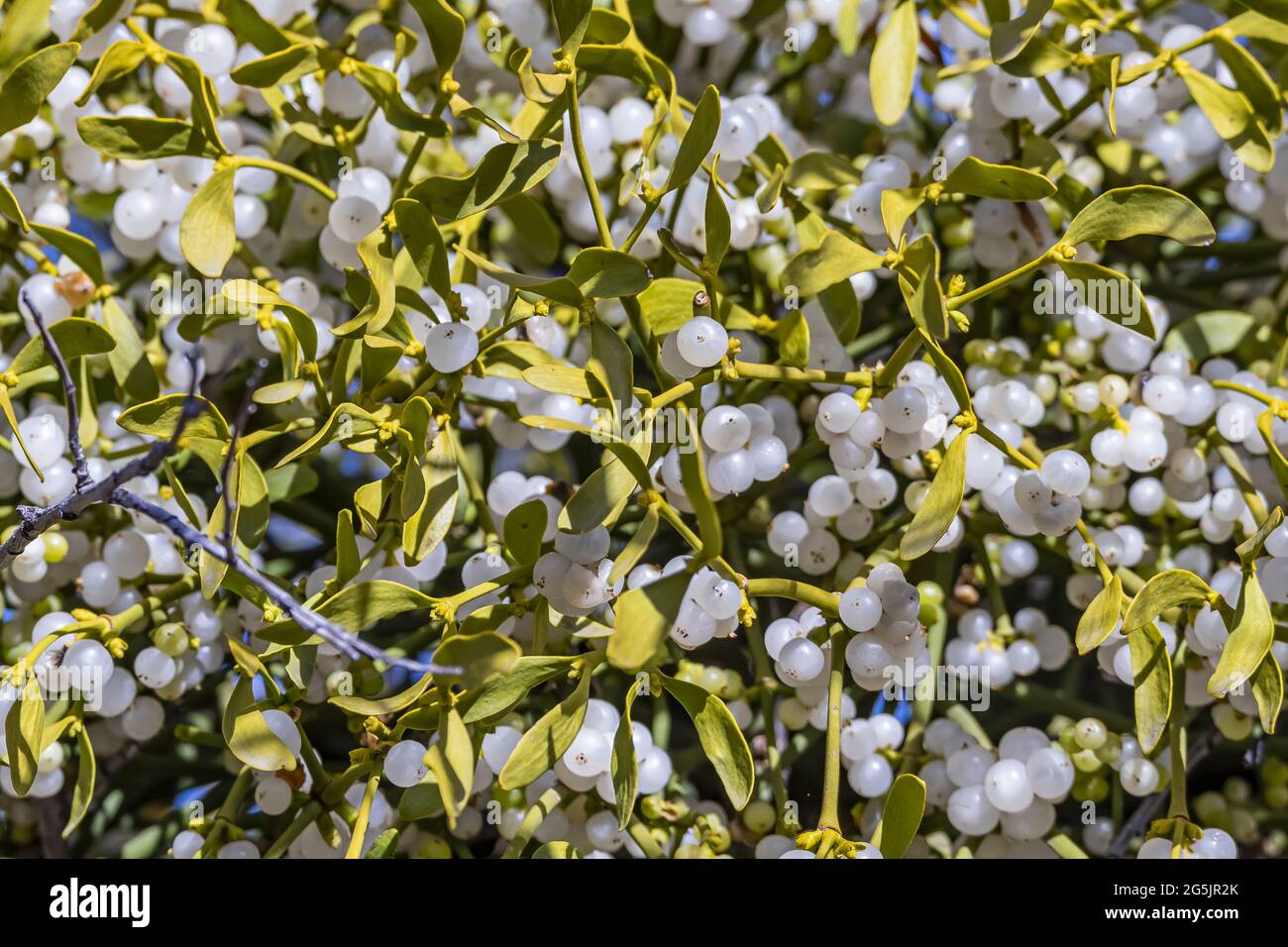 Common mistletoe hi-res stock photography and images - Alamy